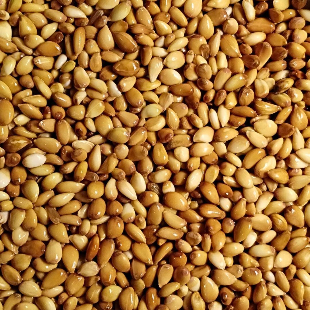 Cold Hardy Citrus Seeds - Yuzu, Taiwanica Lemon, C-57 Citrandarin ...