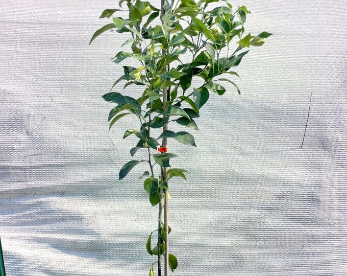 Shiranui Mandarin Hardy Orange Tree - Sumo Citrus - Grafted 1 Gal ...