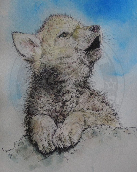 Wolf Puppy Howling Drawing