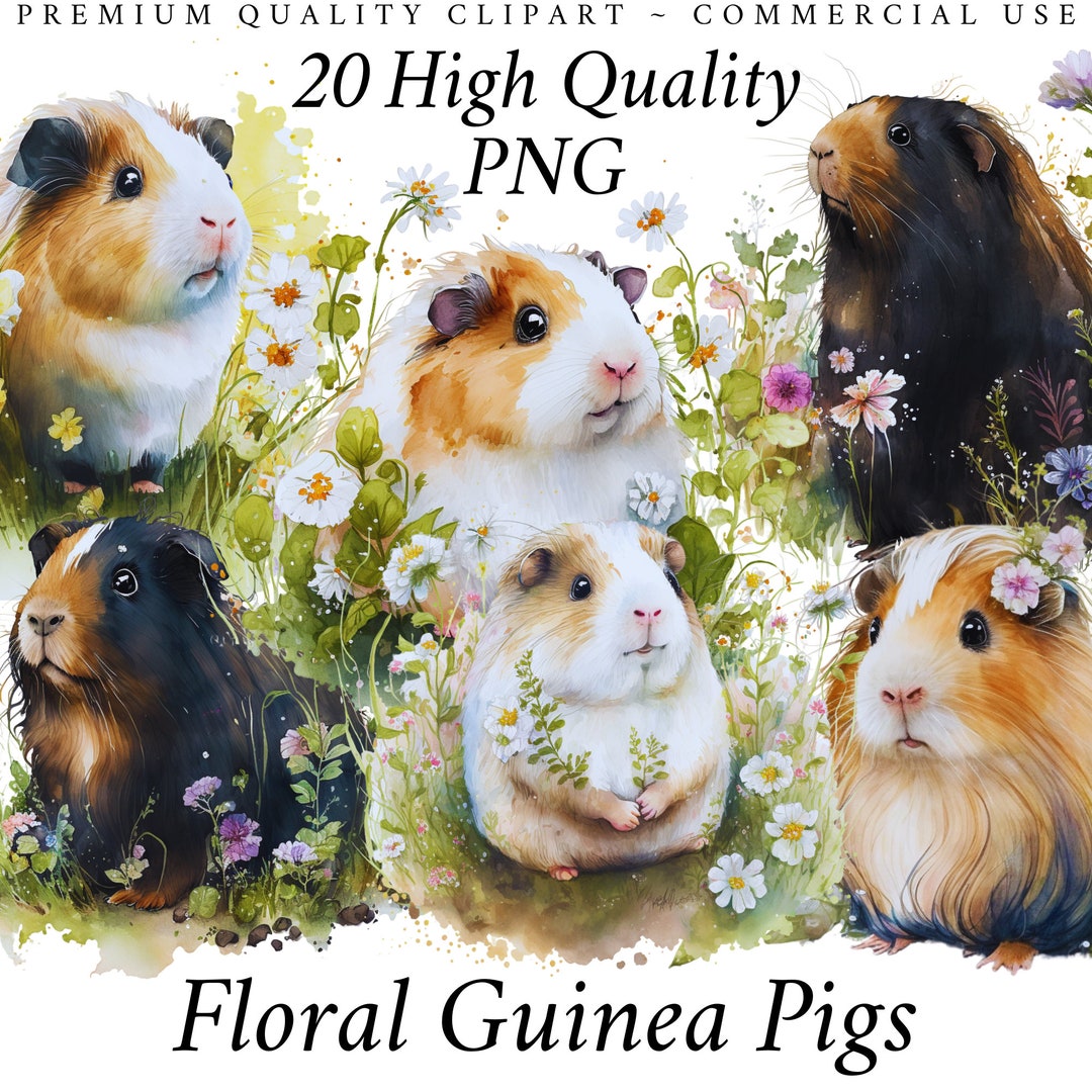 Guinea Pigs Clipart Watercolor Flower Guinea Pigs Png Clip Art ...