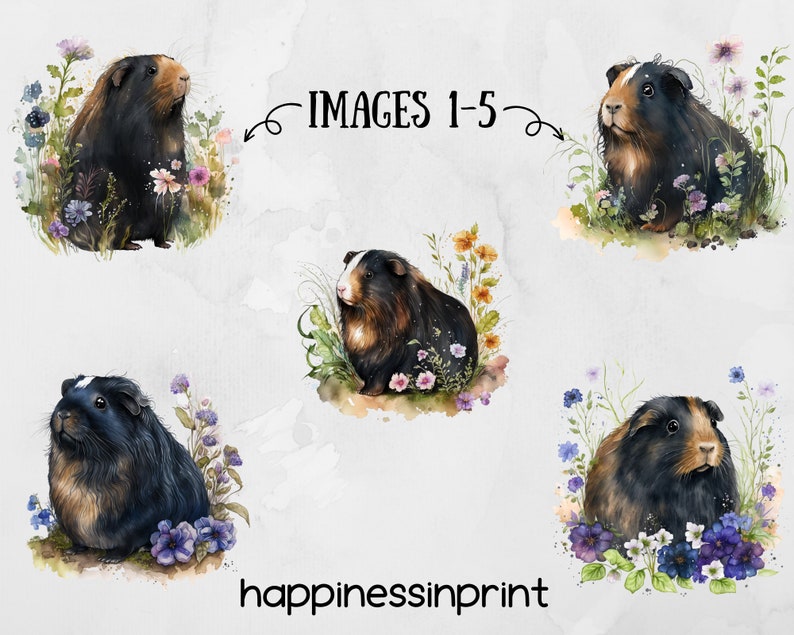 Guinea Pigs Clipart Watercolor Flower Guinea Pigs Png Clip Art - Etsy