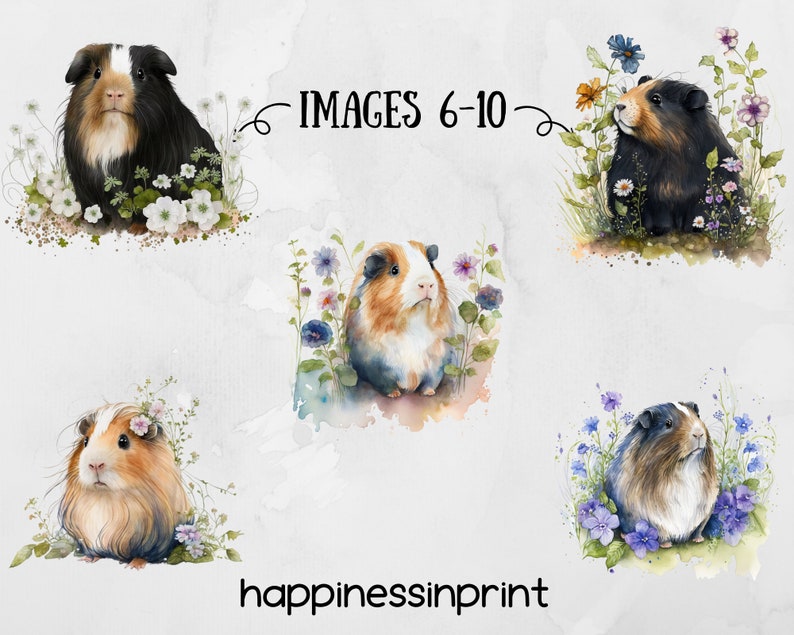 Guinea Pigs Clipart Watercolor Flower Guinea Pigs Png Clip Art - Etsy