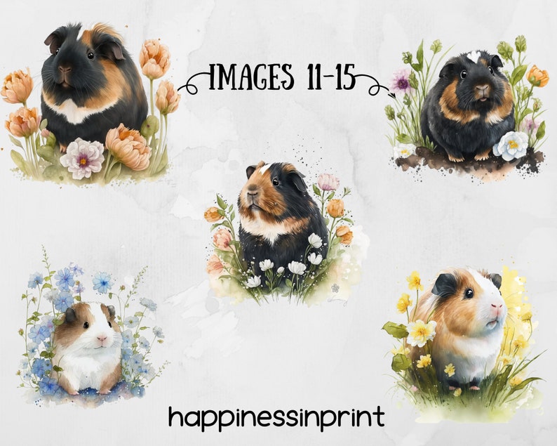 Guinea Pigs Clipart Watercolor Flower Guinea Pigs Png Clip Art - Etsy