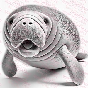 Manatee, Too Cute 3D Illusion Digital File - Laser Engraving Ready ...