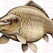 Carp 3D Illusion Digital File - Laser Engraving Ready (instant Download ...