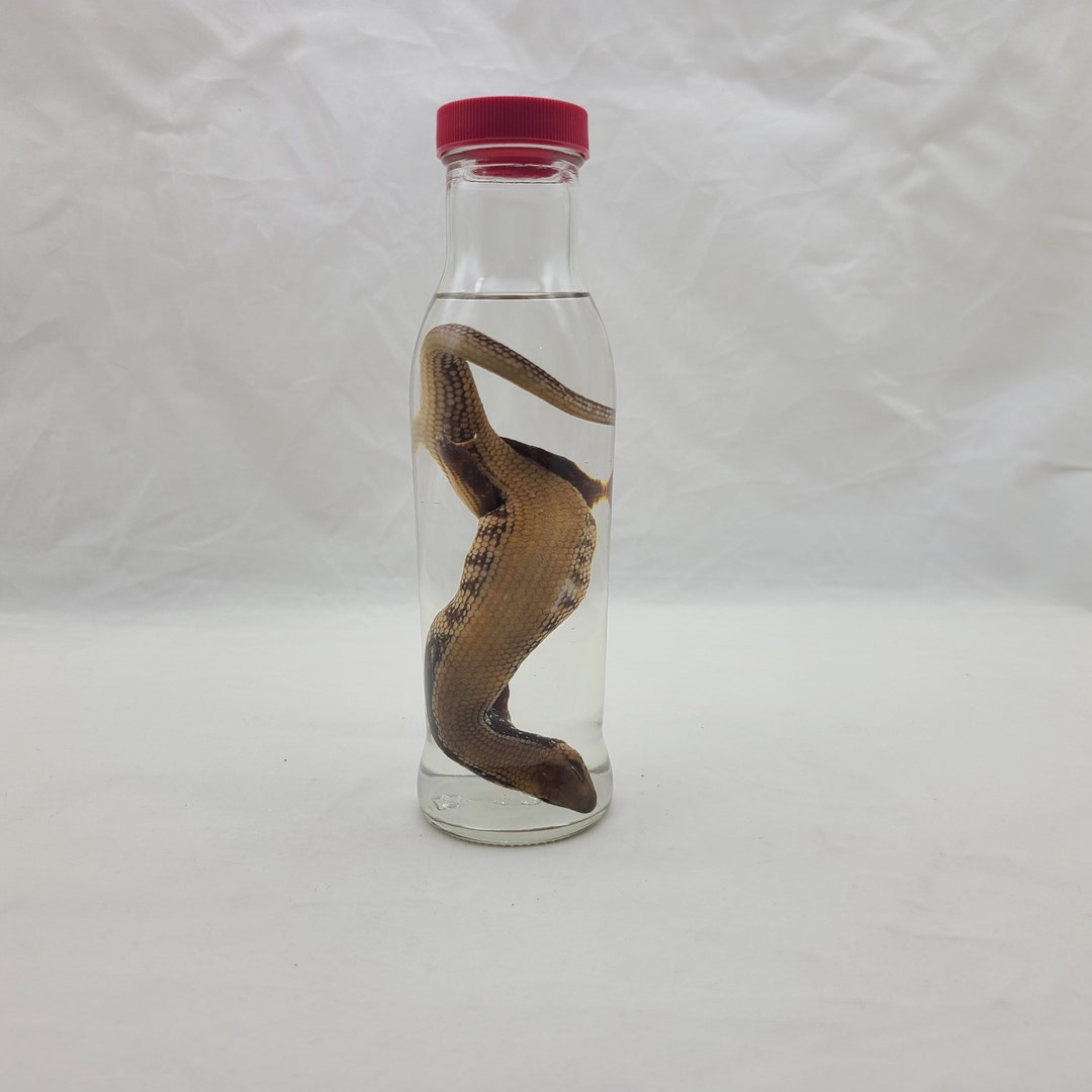 Wet Specimen Fire Skink Lizard Oddities - Etsy