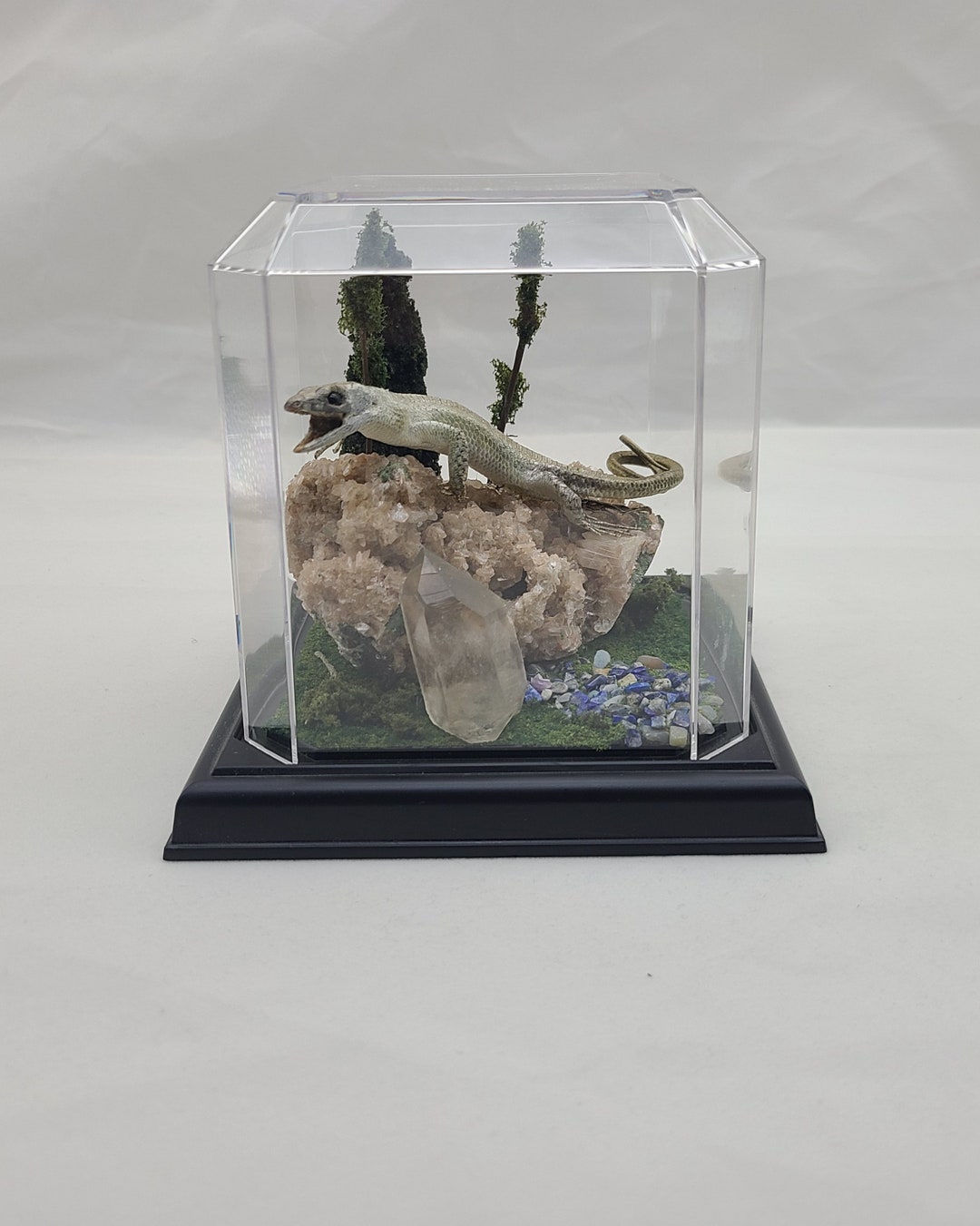 Mummified Dry Preserved Skink Lizard Taxidermy Display - Etsy