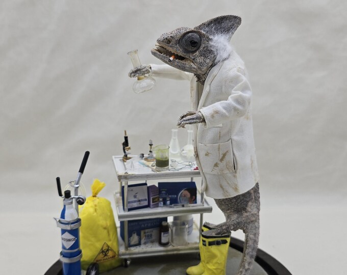 Veiled Chameleon Real Mummified Animal Lizard Scientist Biology Hazmat ...