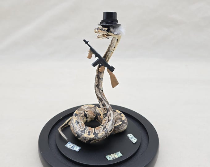 Ball Python Snake Mummified Specimen Mafia Mob Boss Miniature Diorama - Etsy
