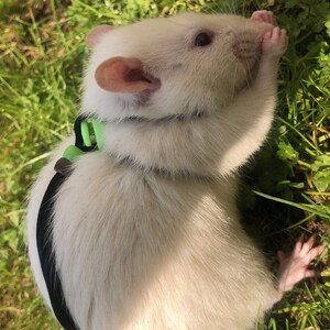 ORIGINAL Rat Harness and Leash Set - Etsy