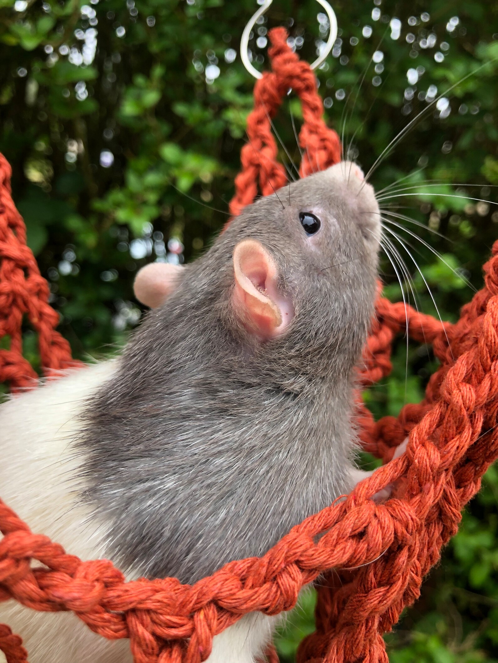 Rat Fall Breaker - Etsy