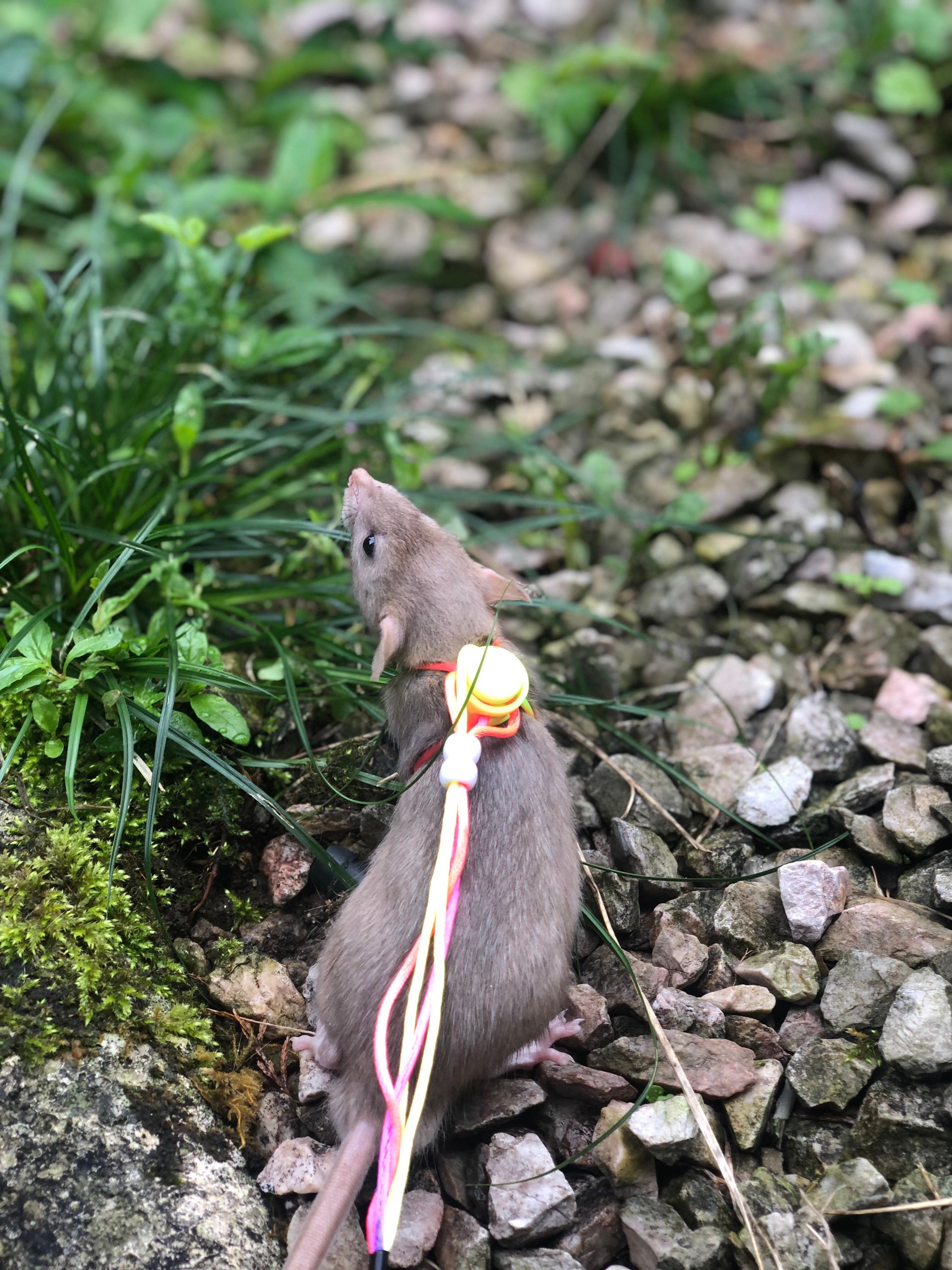 Rat Harness and Lead Set - Etsy