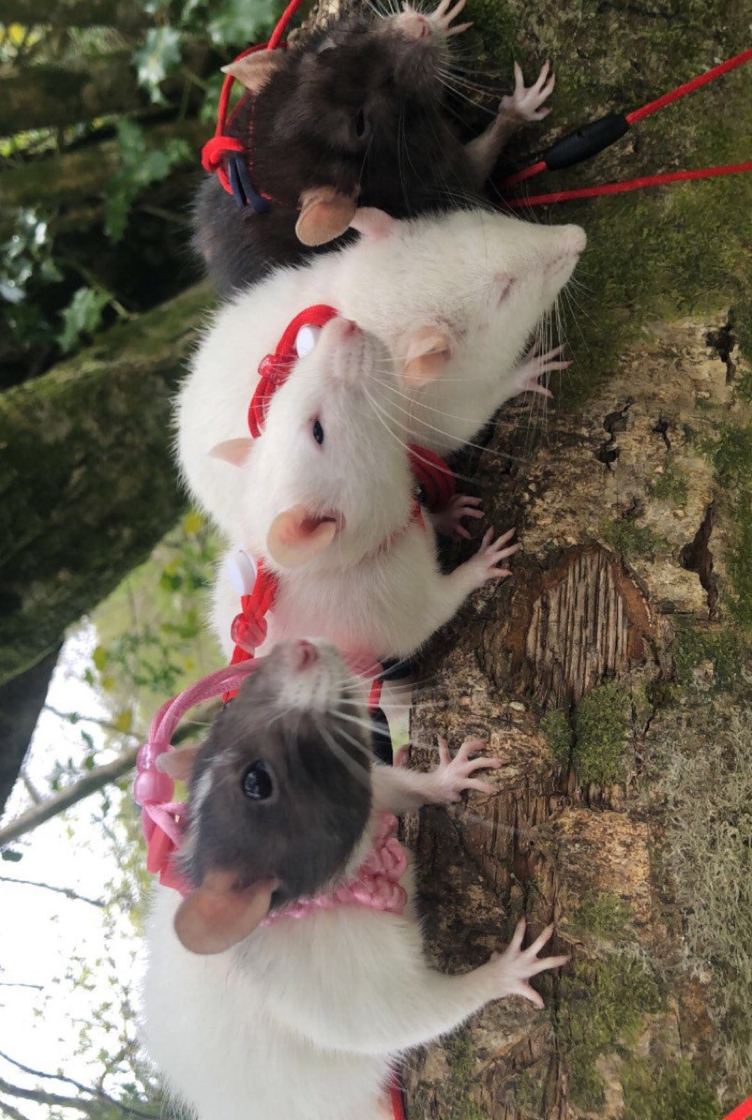 ORIGINAL Rat Harness and Leash Set - Etsy