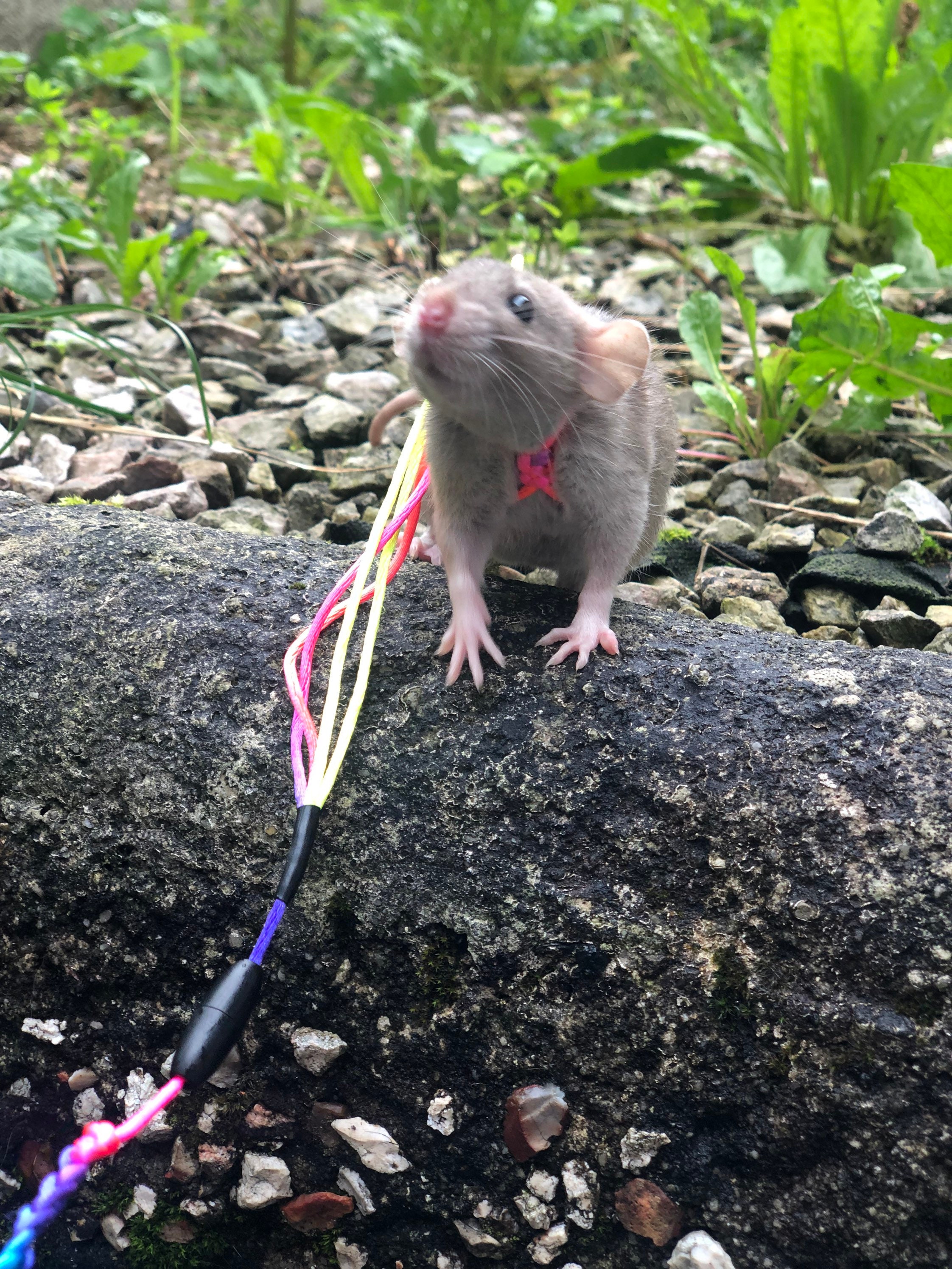 Rat Harness and Lead Set - Etsy UK