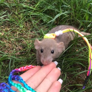 Rat Harness and Lead Set - Etsy
