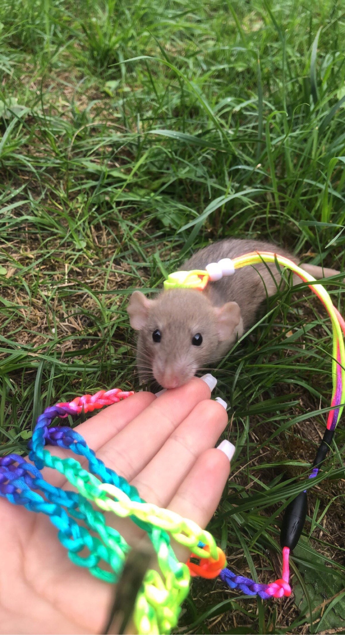 Rat Harness and Lead Set - Etsy