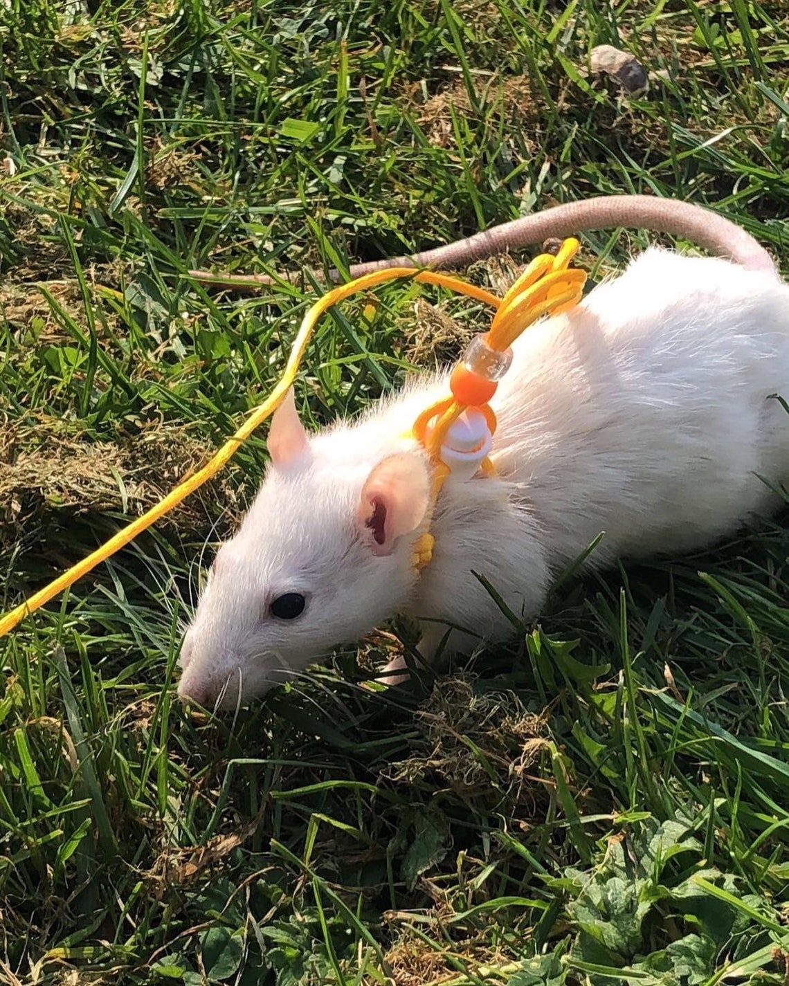 ORIGINAL Rat Harness and Leash Set - Etsy