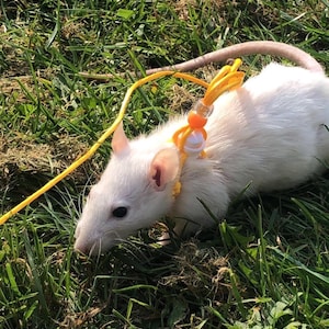 ORIGINAL Rat Harness and Leash Set - Etsy