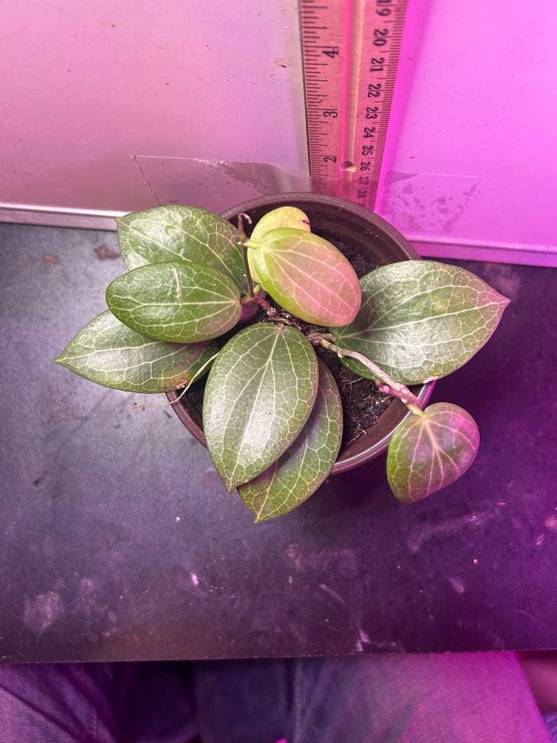 Hoya Fitchii - Etsy
