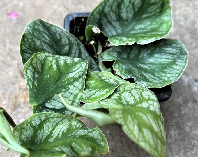 Monstera Dubia Shingling Plant Growing in 4 Pot Rare - Etsy