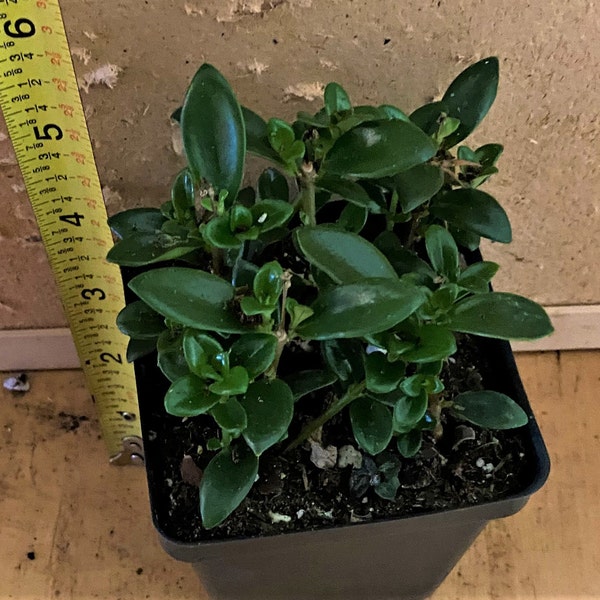 Dancing Dolphin Plant - Etsy