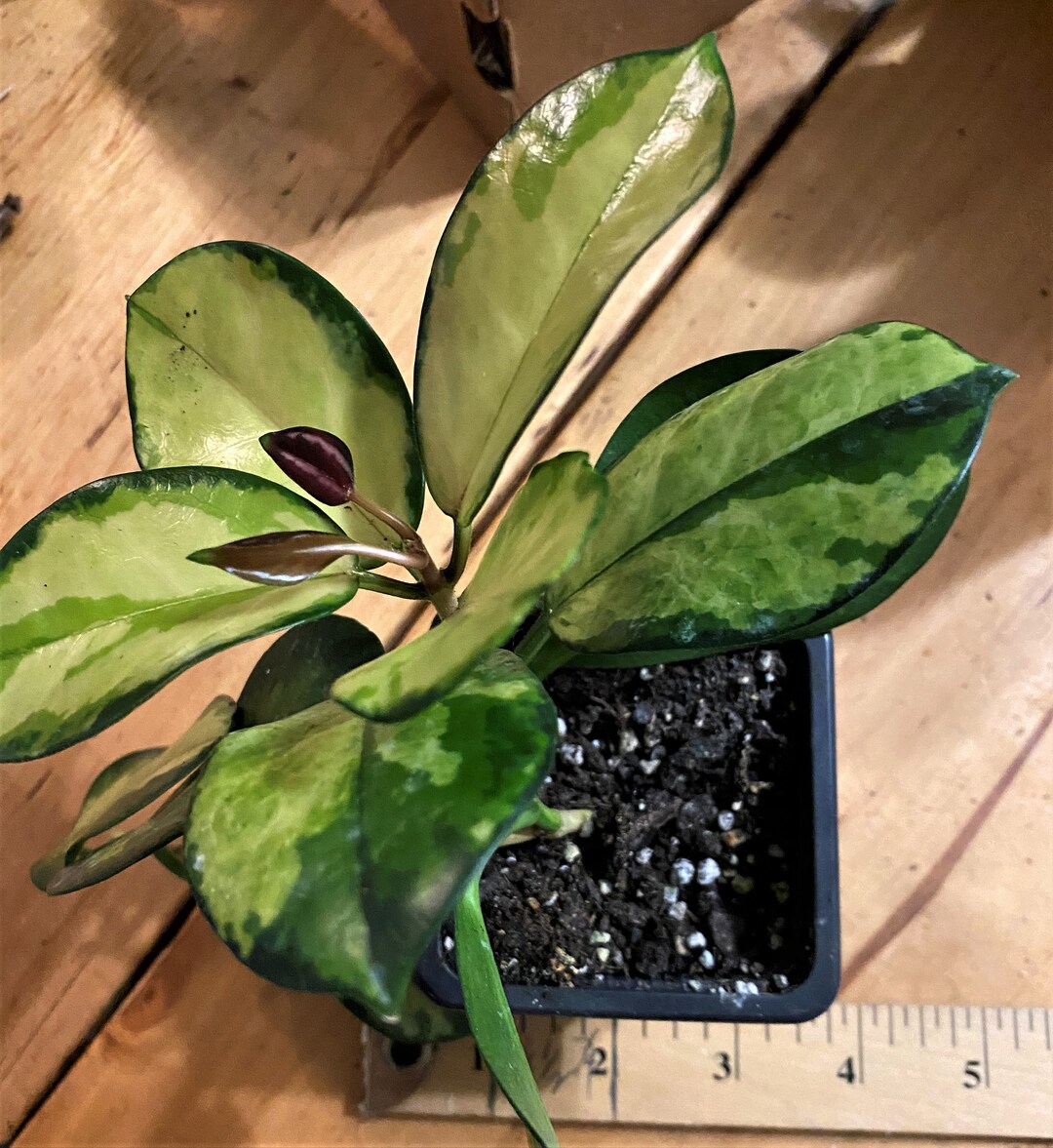 Juvenile Hoyas--starter Plants--add to Your Collection - Etsy