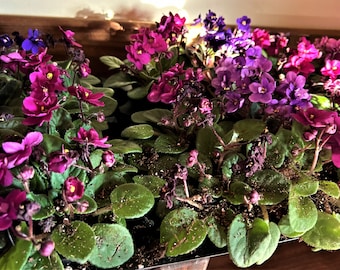 Miniature Rare Mini African Violet ‘rob’s Loose Noodle’ 2” Potted House ...