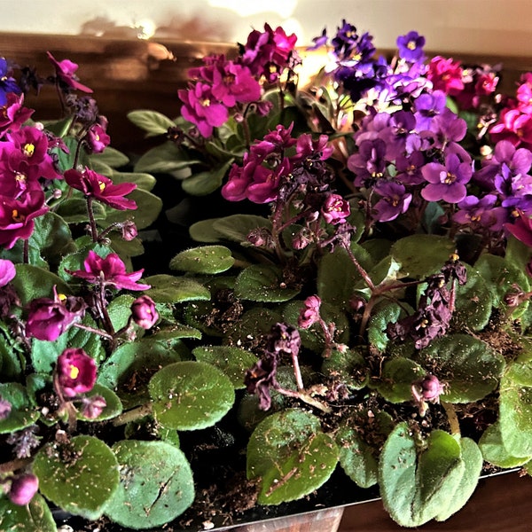 Trailing African Violets - Etsy