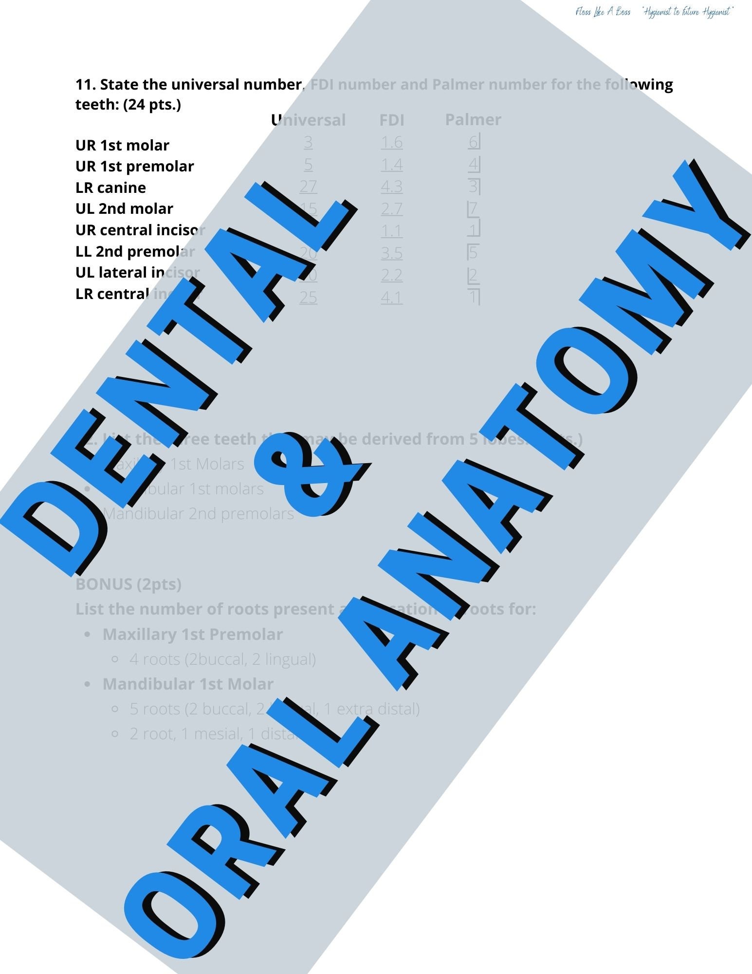 Dental Anatomy And Morphology Quiz at Genevieve Tarrant blog