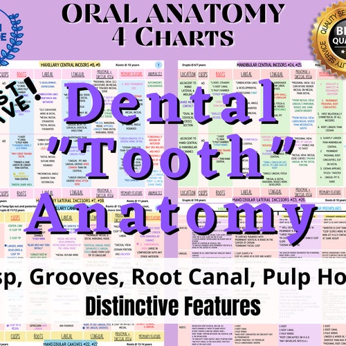 STUDY CHARTS Dental tooth Anatomy Distinctive - Etsy