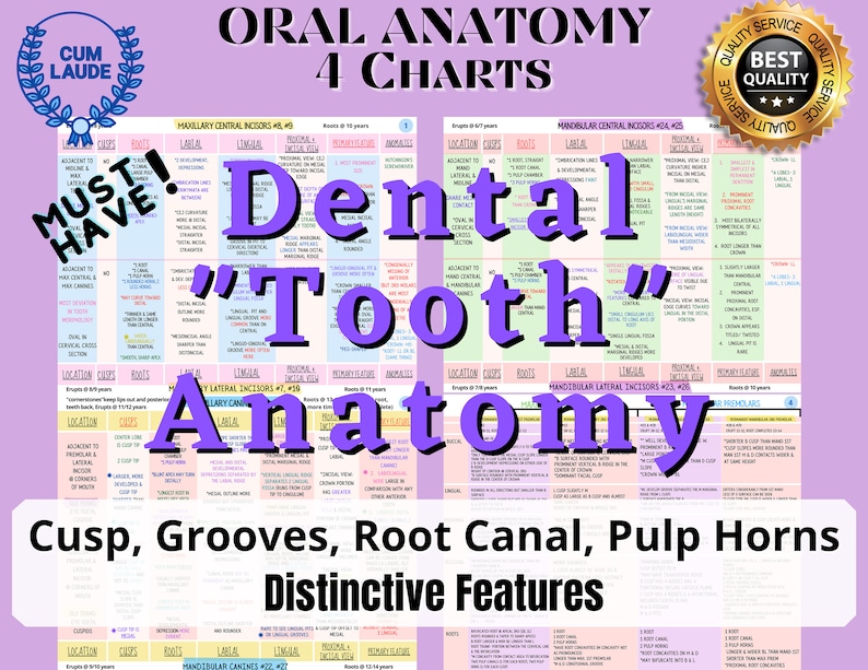STUDY CHARTS, Dental "tooth" Anatomy, Distinctive Features (4 Charts ...