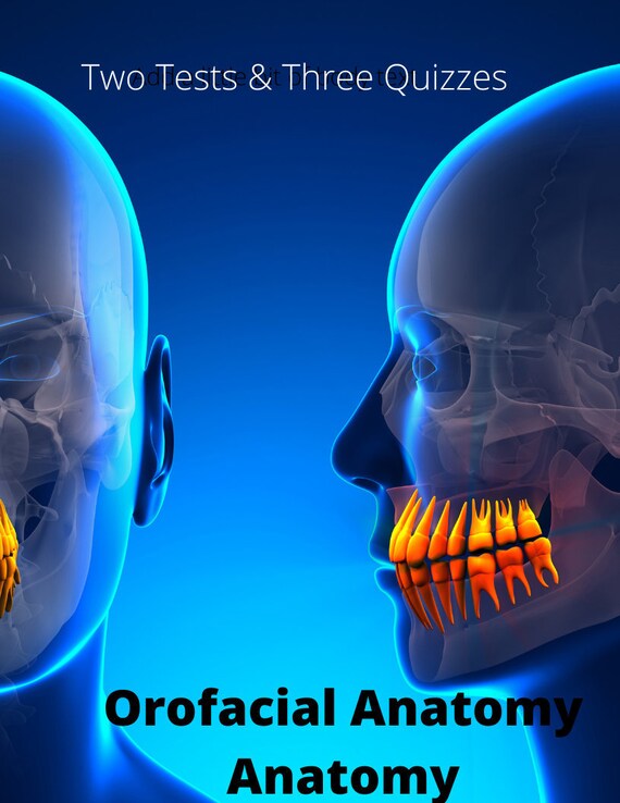 Orofacial Anatomy Head and Neck Anatomy Dental Hygiene | Etsy