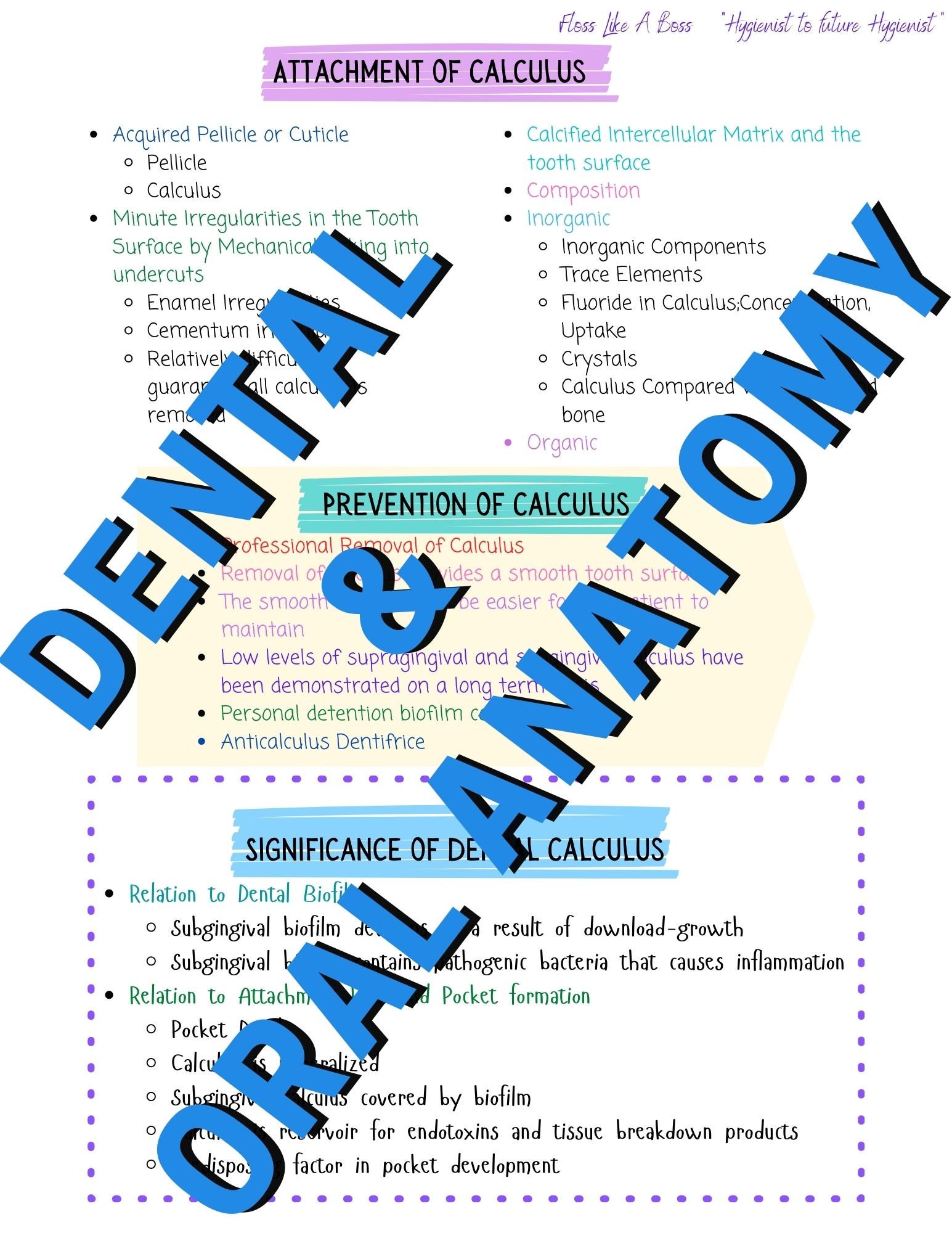 Dental & Oral Anatomy (calculus) Study Guide and Notes - Etsy
