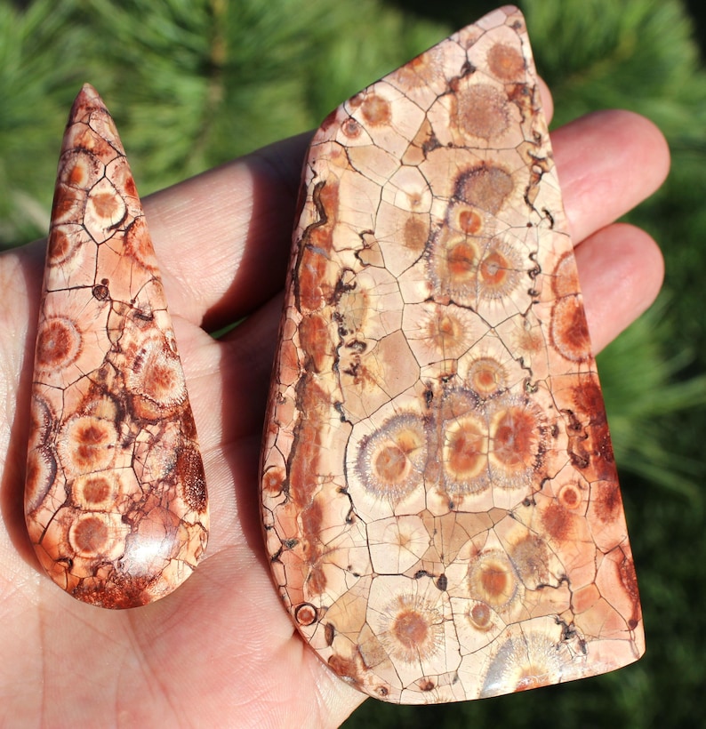 Bird's Eye Rhyolite (A Slab and a Cab) - Etsy