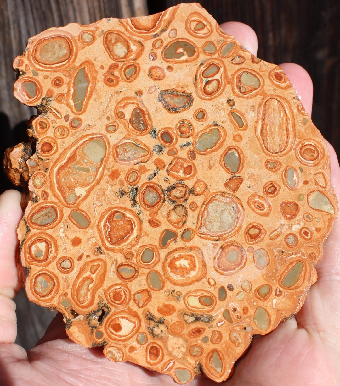 Mexican Orbicular Rhyolite. - Etsy