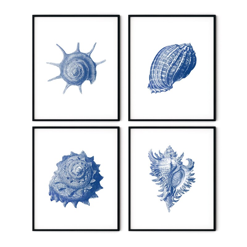 Seashell Art Print - Etsy