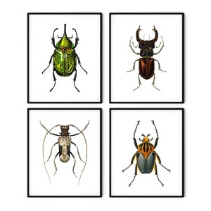 Vintage Beetles Print Set of 4 - Insect Prints, Bugs Prints, Beetle ...