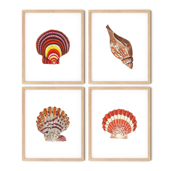 Seashell Print - Etsy