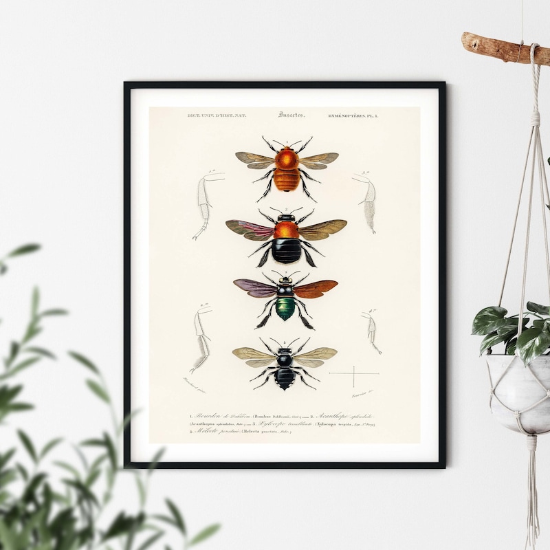 Vintage Entomology Print - Etsy