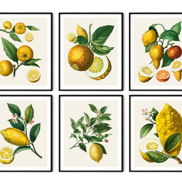 Citrus Print - Etsy