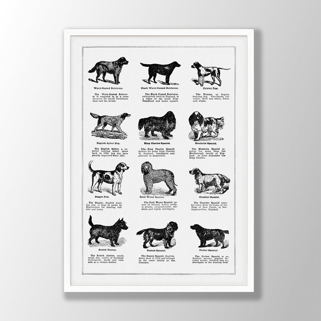 Vintage Dog Breeds Print No:3 - Dog Wall Art, Vintage Dog Decor, Dog ...
