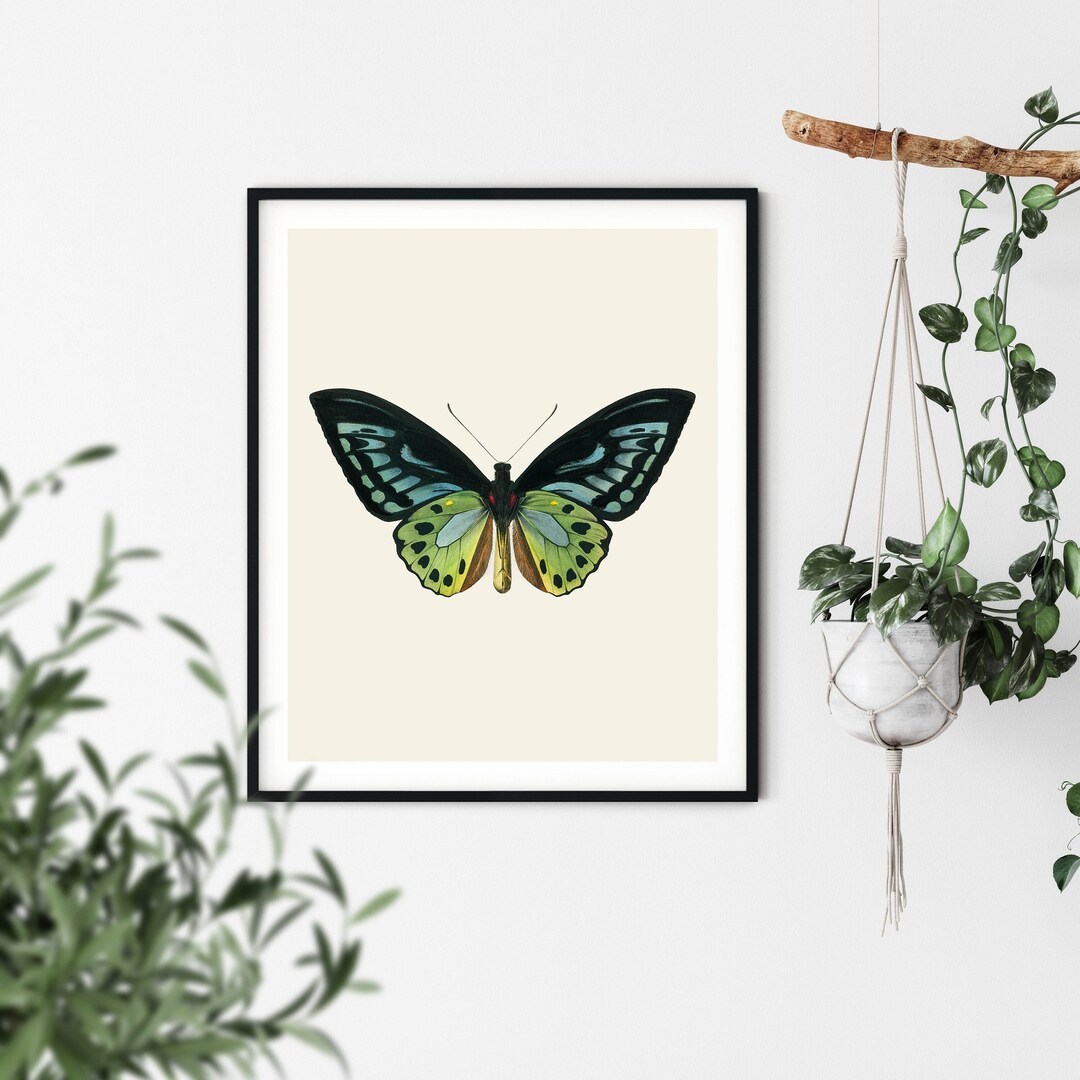 Vintage Green Butterfly Print - Butterfly Wall Art, Butterfly Art ...