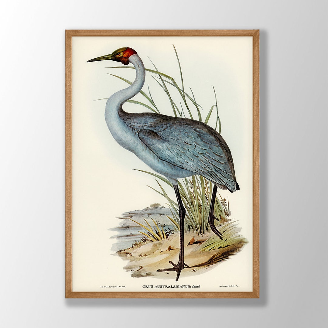 Vintage Crane Print - Bird Wall Art, Crane Wall Art, Farmhouse Decor ...