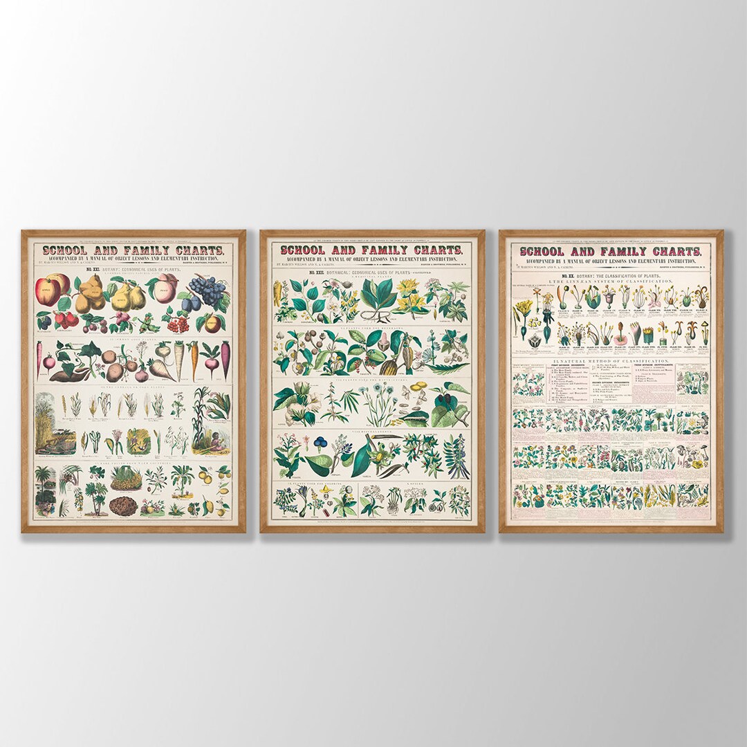 Vintage Botanical Poster SET OF 3 - Botanical Wall Art, Vintage ...