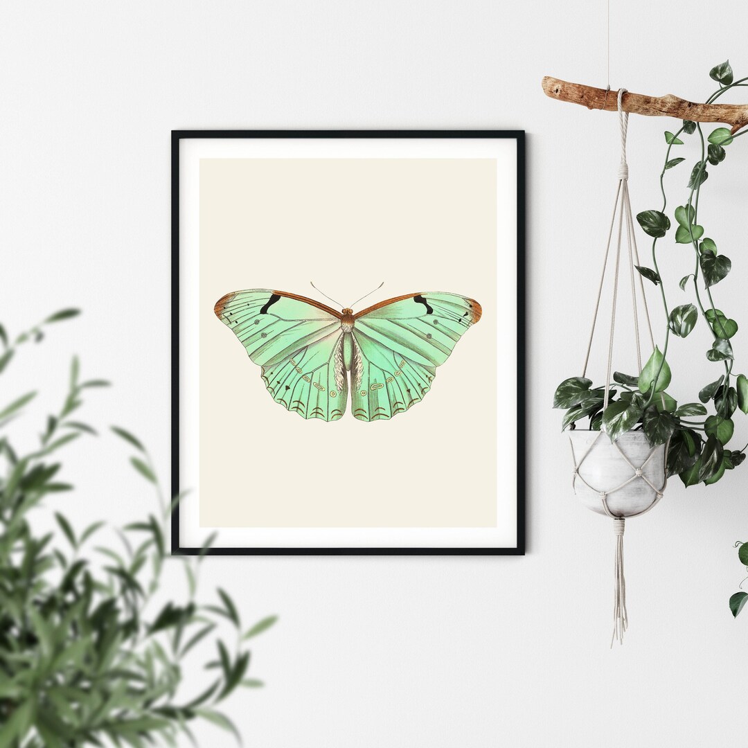 Vintage Green Butterfly Print: Natural History Wall Art - Etsy