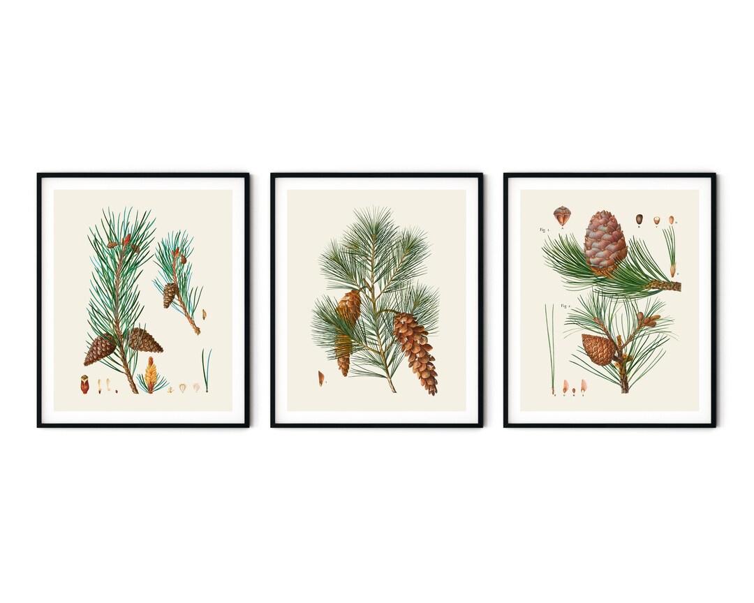 Vintage Pine Prints Set: Restored Botanical Wall Art - Etsy
