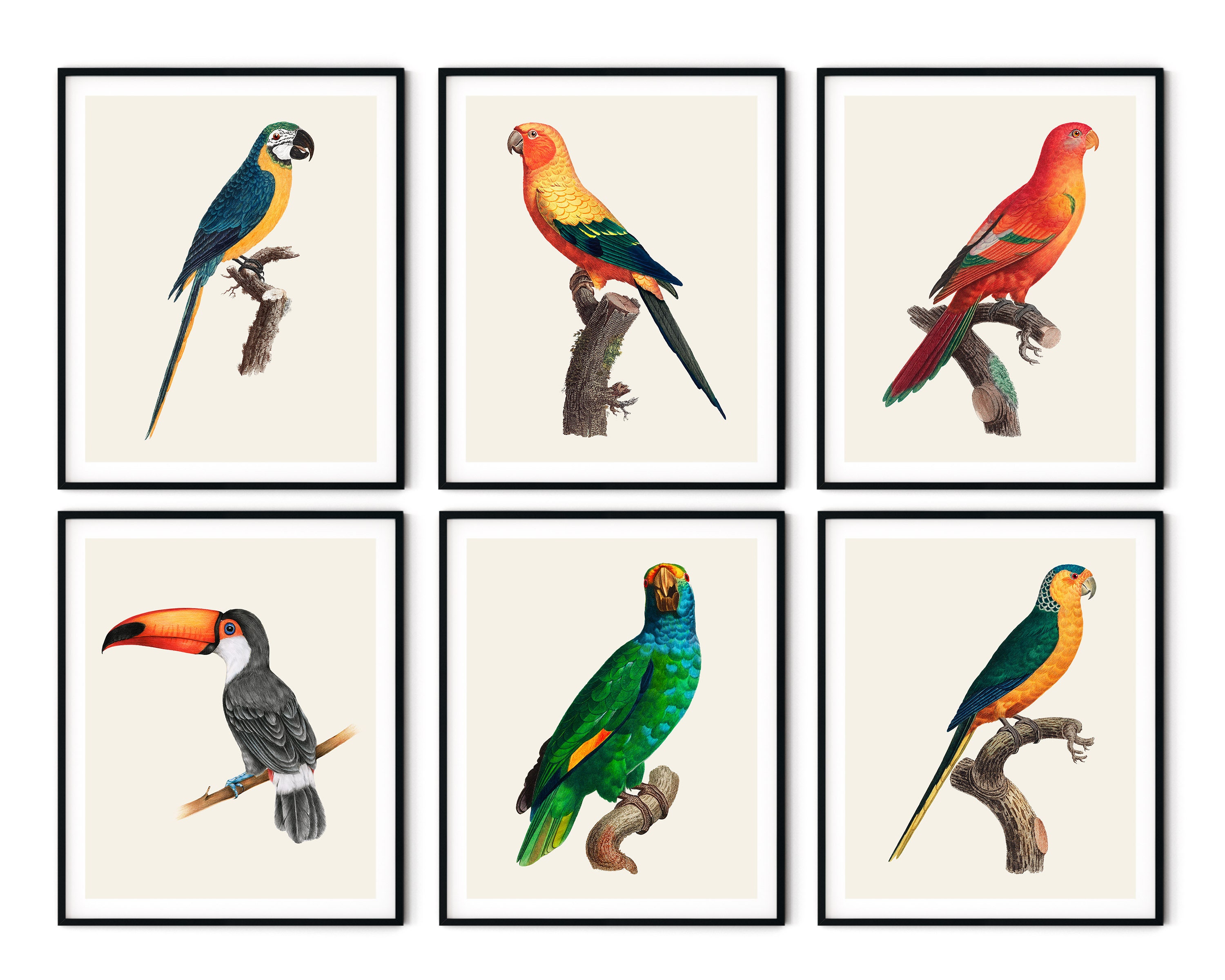 French Parrot Print Set of 6 Bird Prints Parrot Wall Decor - Etsy