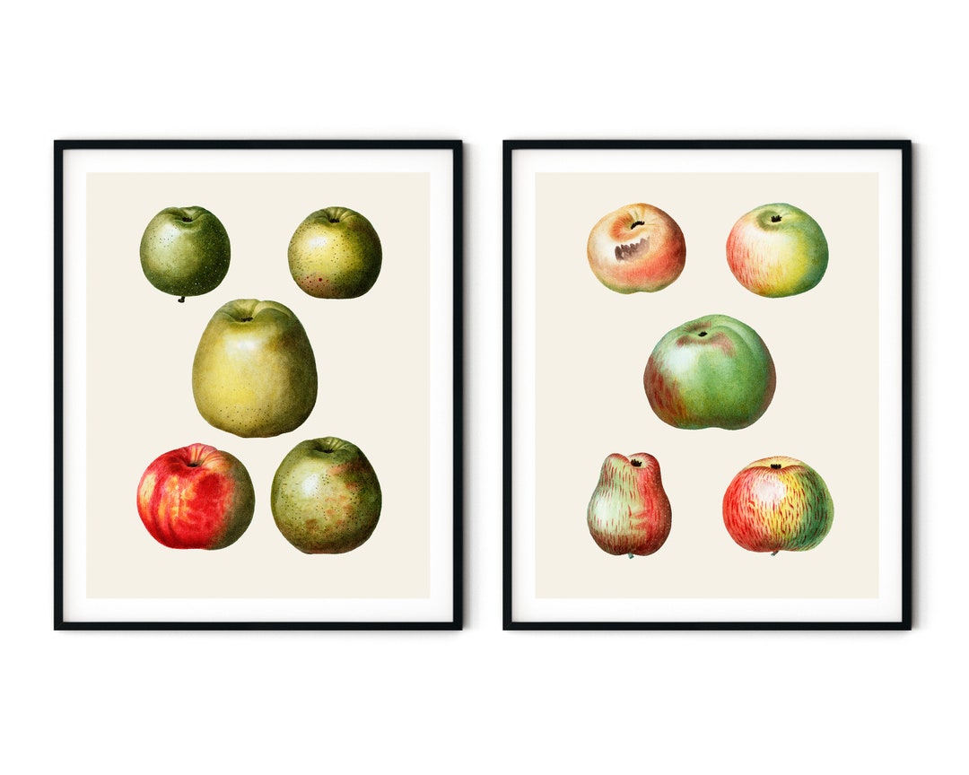 Vintage Apple Prints Set of 2 - Vintage Fruit Prints, Apple Decor ...