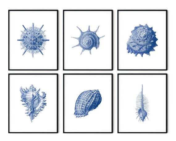 Blue Seashell Prints Set of 6 Sea Shell Decor Nautical Art | Etsy