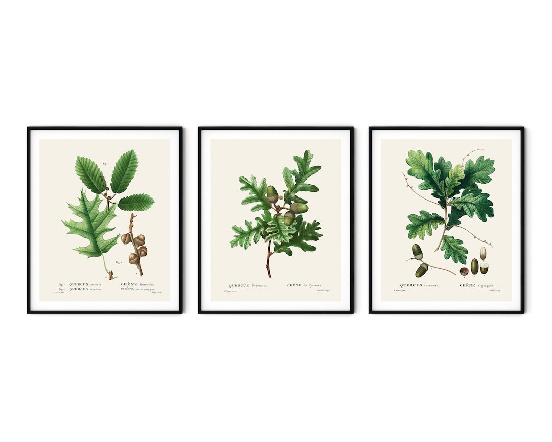 Oak Leaf Botanical Prints Set of 3 - Oak Wall Art, Oak Prints ...